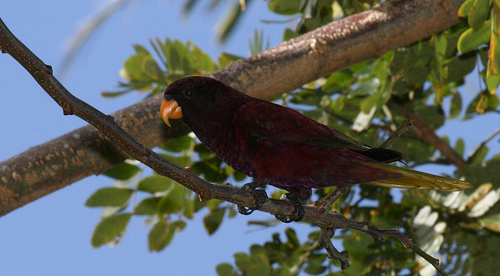 Pohnpei Lorikeet | The Life of Animals