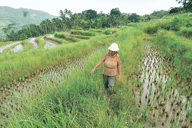 Cebu Magazine: Rice Terraces in Argao, Cebu Discovered