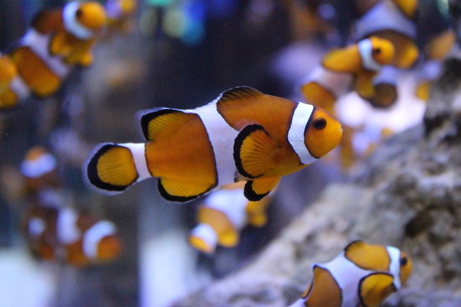 How to Maintain Clown fish in a saltwater aquarium - fish-hobbyist