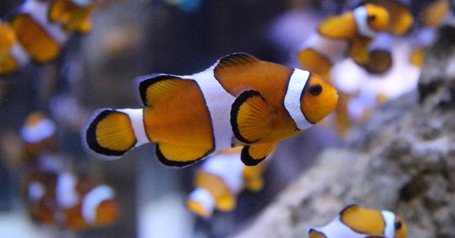 How to Maintain Clown fish in a saltwater aquarium - fish-hobbyist