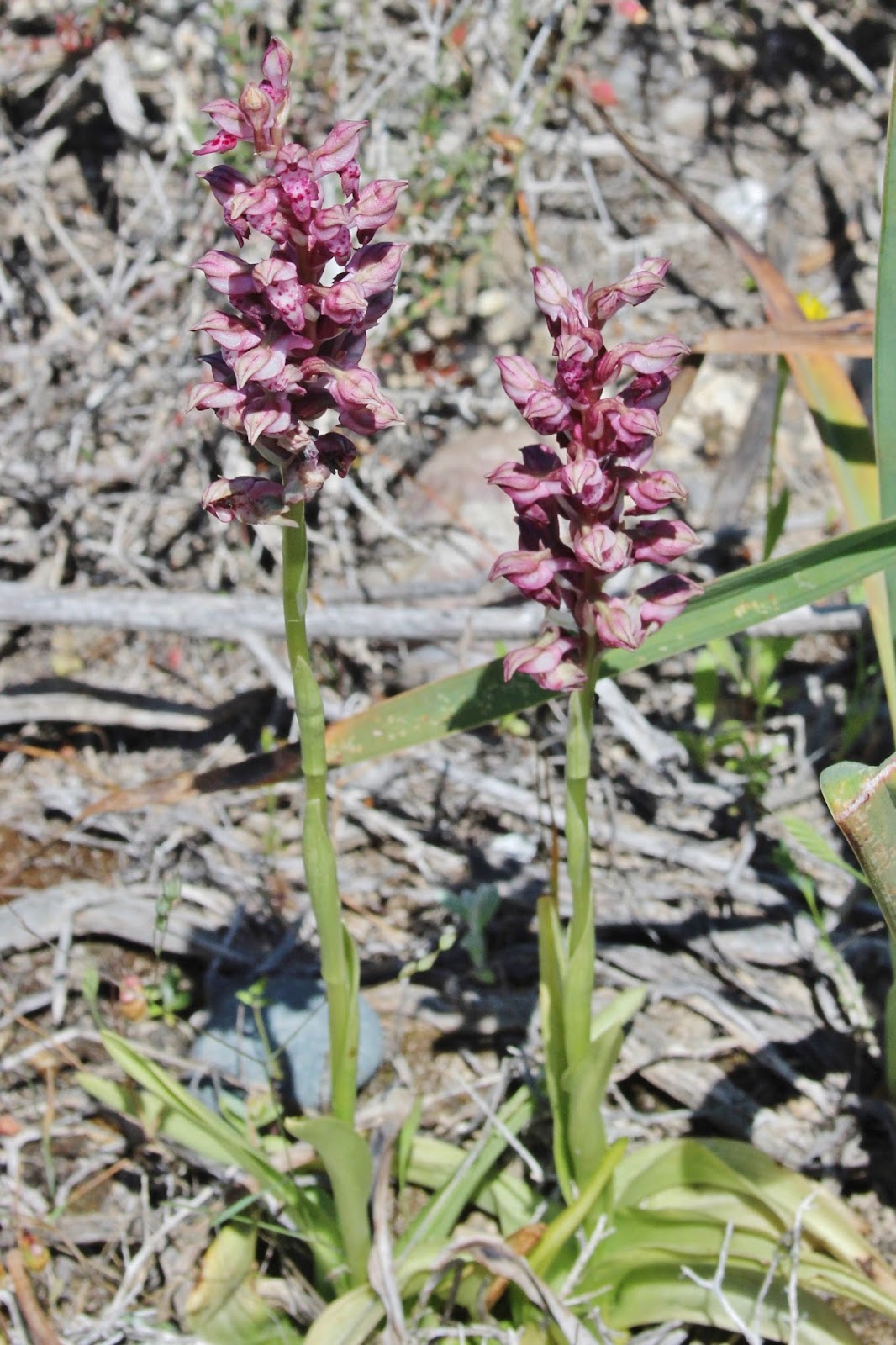 Biodiversity of Cyprus by NGO Protection of the Natural Heritage and ...