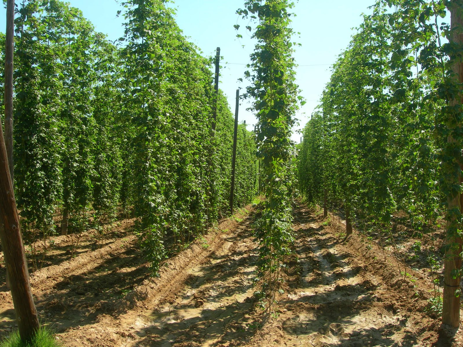 EL CERVECIAFILO: EL AMARGO LÚPULO