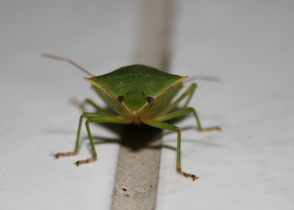 Confira 10 falsos mitos animais ~ CALDEIRÃO DO MUNDO ANIMAL - Animais ...