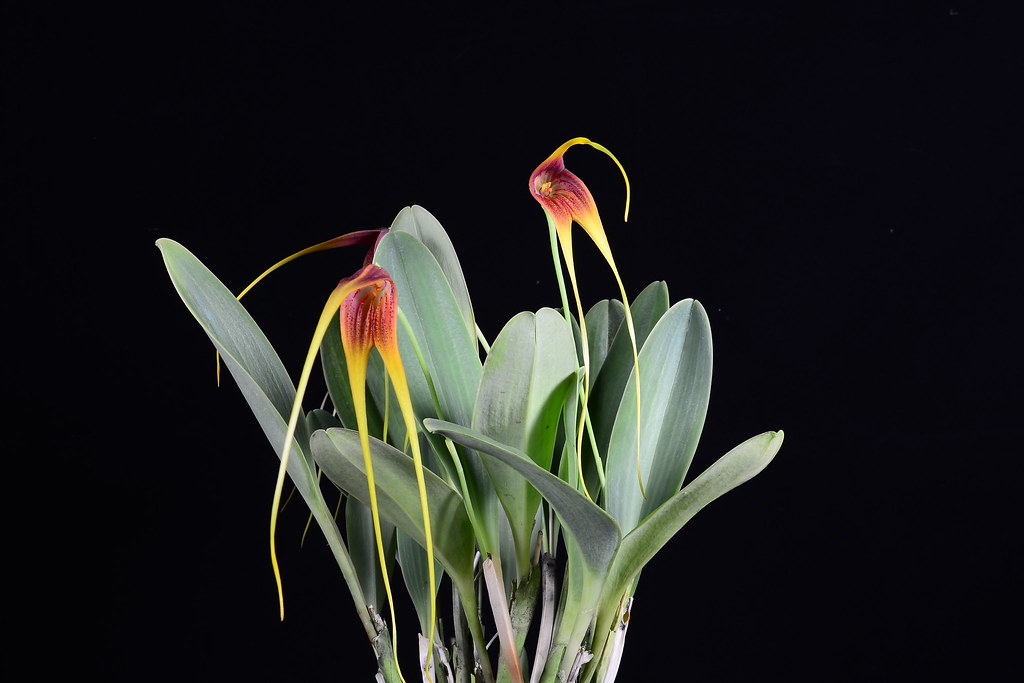 Masdevallia macrura care and culture | Travaldo's blog