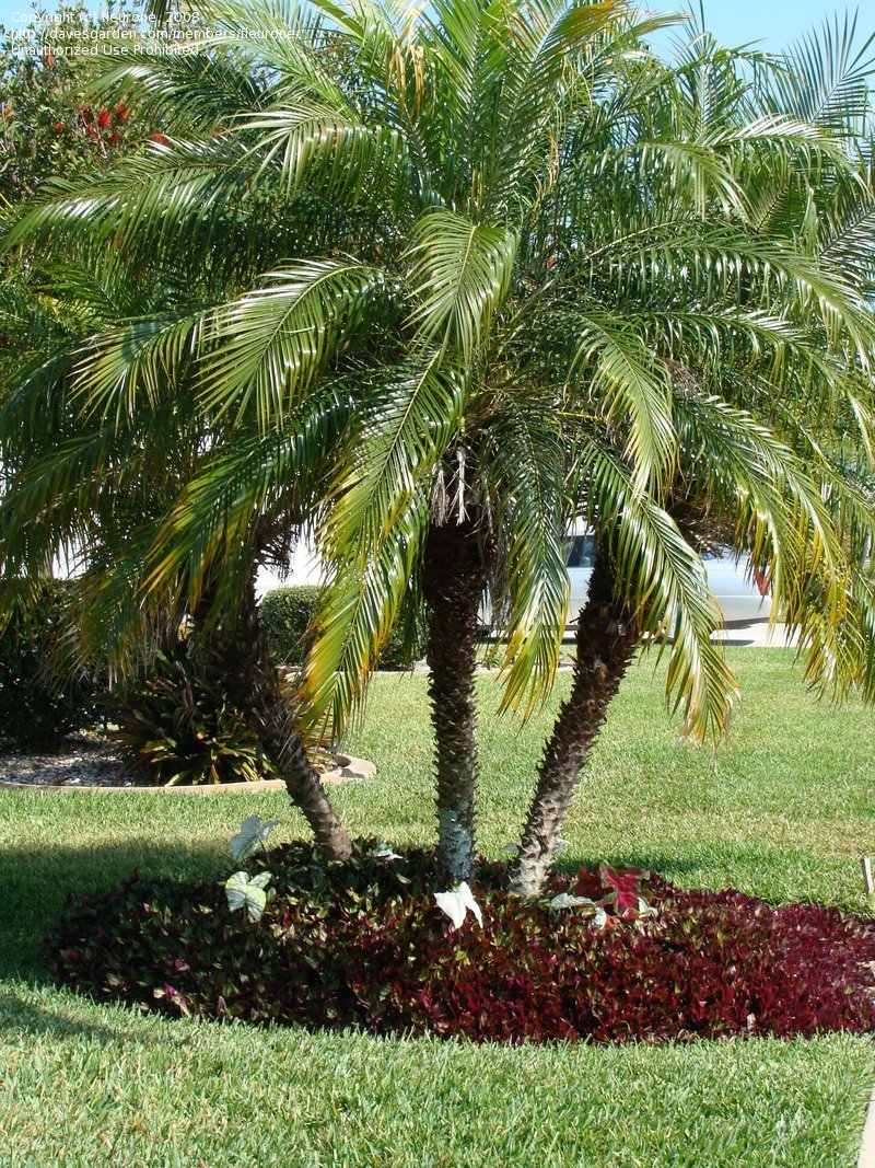 Phoenix roebelenii «palmera enana» - Id Plantae