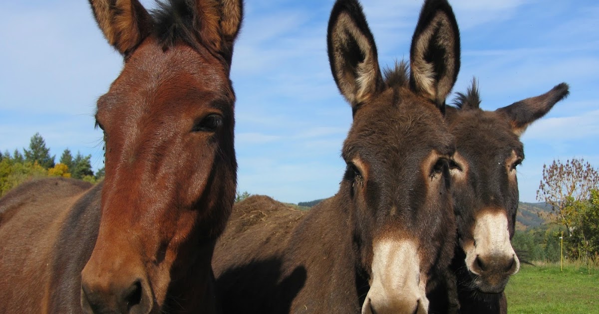 Au petit bonheur: Mon âne, mon âne a bien mal...