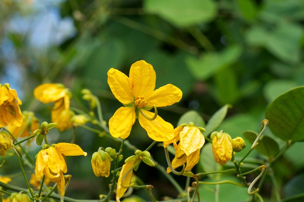 Flora de Puerto Rico Ilustrada Papo Vives: Caesalpinoideae-SENNA NITIDA ...
