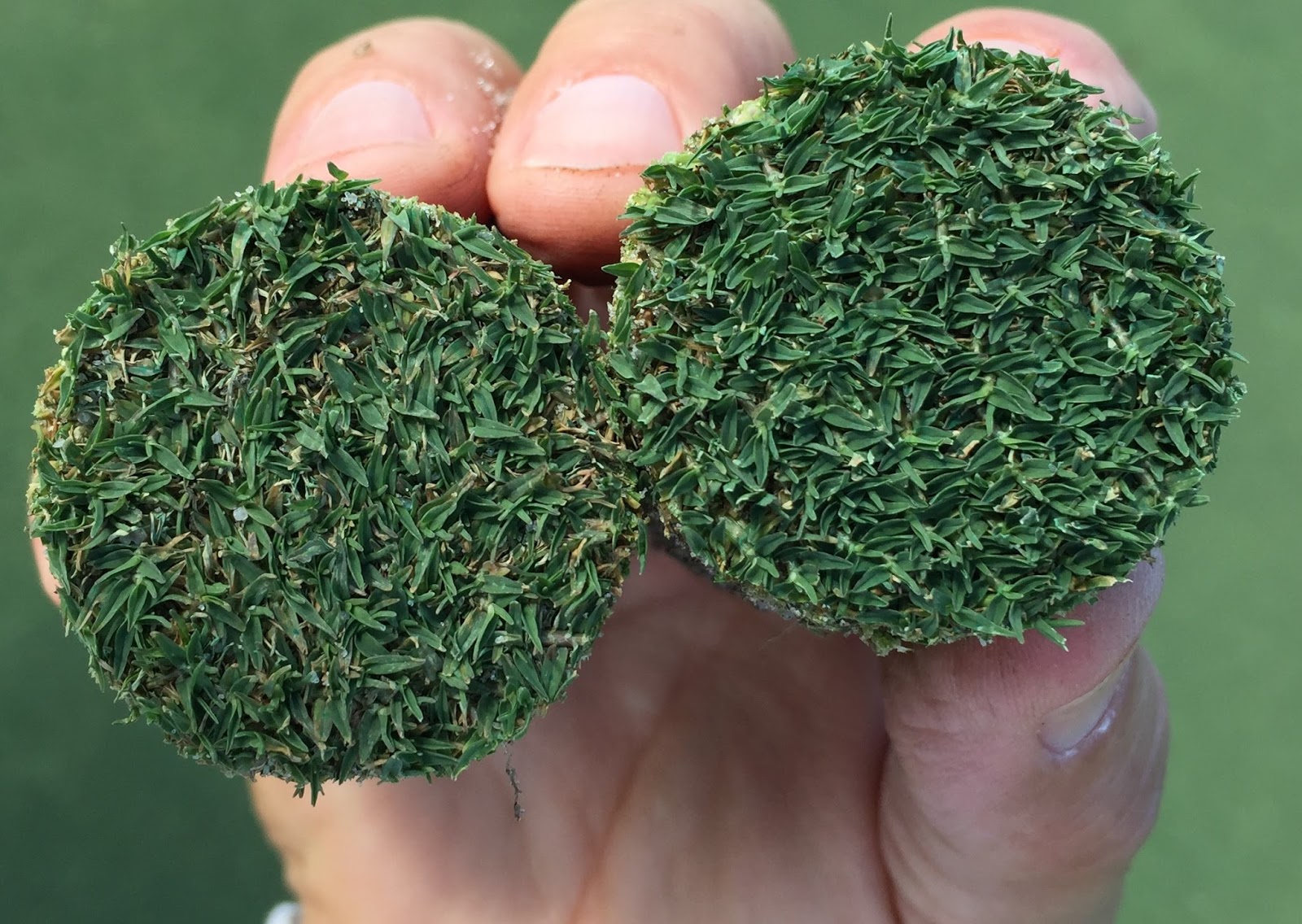 Champion Bermuda Lawn