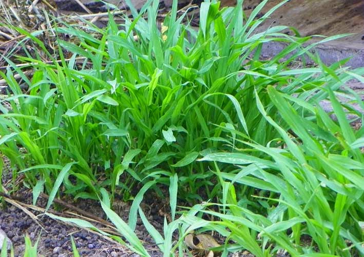 Inilah Jenis - Jenis Rumput Hias Yang Sering di Gunakan - Ragam Tanaman