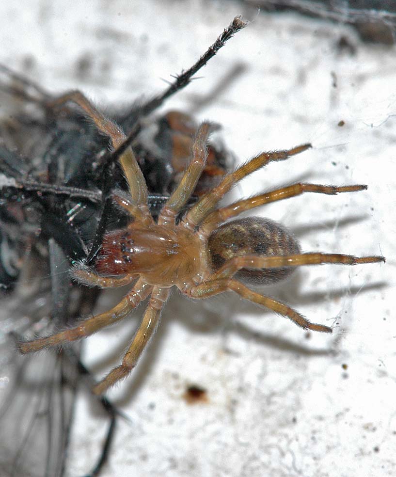 CABINET OF CURIOSITIES: The Spider and the Fly