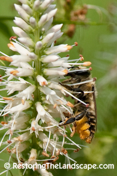 Restoring The Landscape With Native Plants: Native Bee Spotlight ...