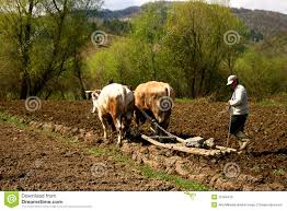 Hugo W Arostegui: Lo Rudimentario