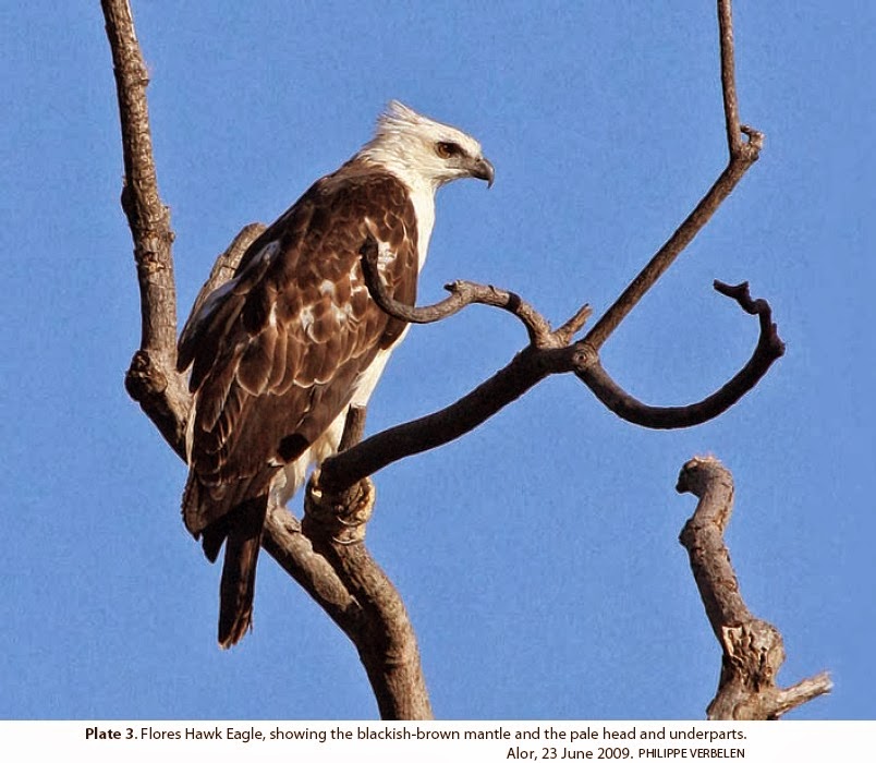 Species New to Science: [Ornithology • 2013] Discovery of the ...