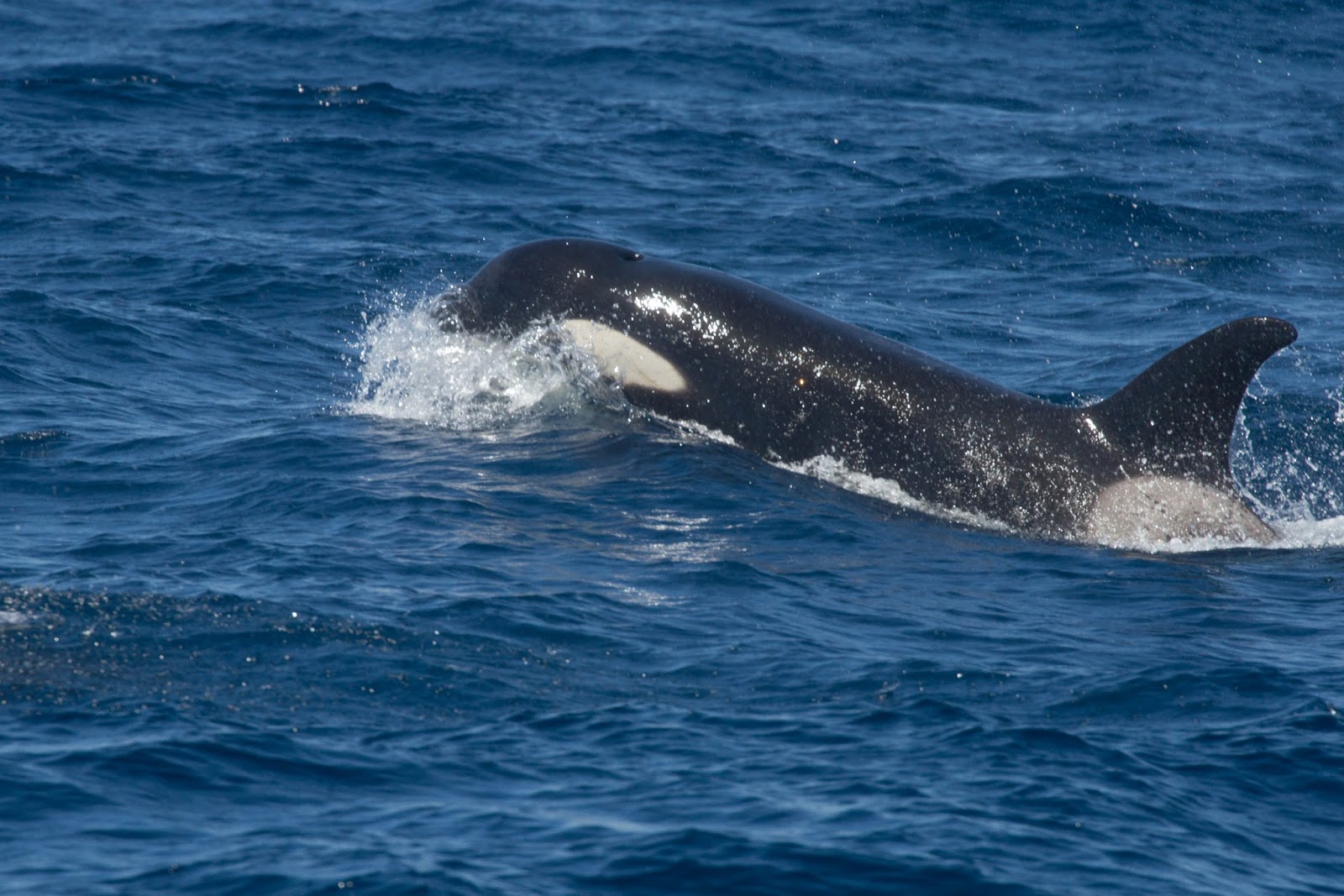 Birding Axarquia: Twelve raptors and Scores of Orcas