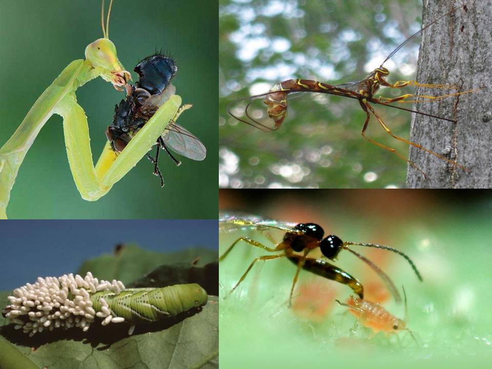 Berikut Ini Perbedaan Yang Biasanya Terjadi Diantara Predator ...