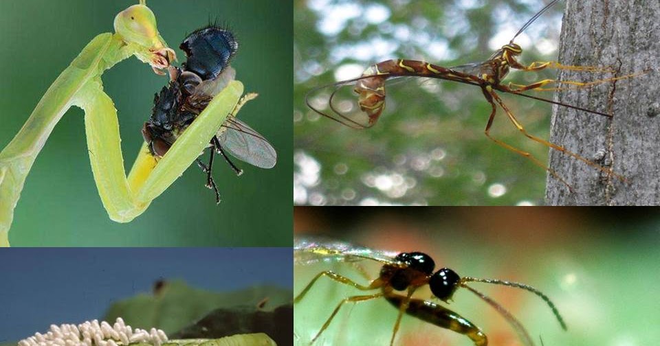 Berikut Ini Perbedaan Yang Biasanya Terjadi Diantara Predator ...