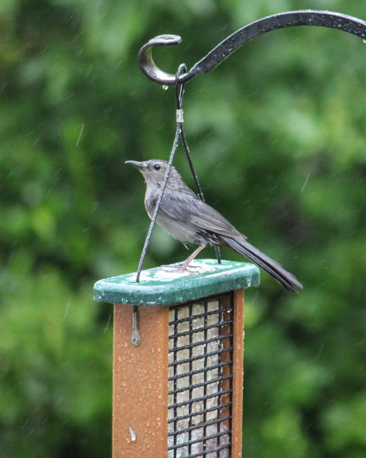 Red House Garden: The Gray Catbird