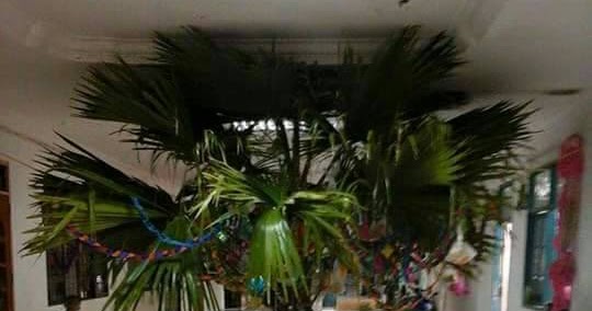 RedParrot: “RANYAI”