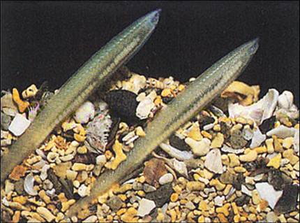 Zoología: Hemicordados y cordados