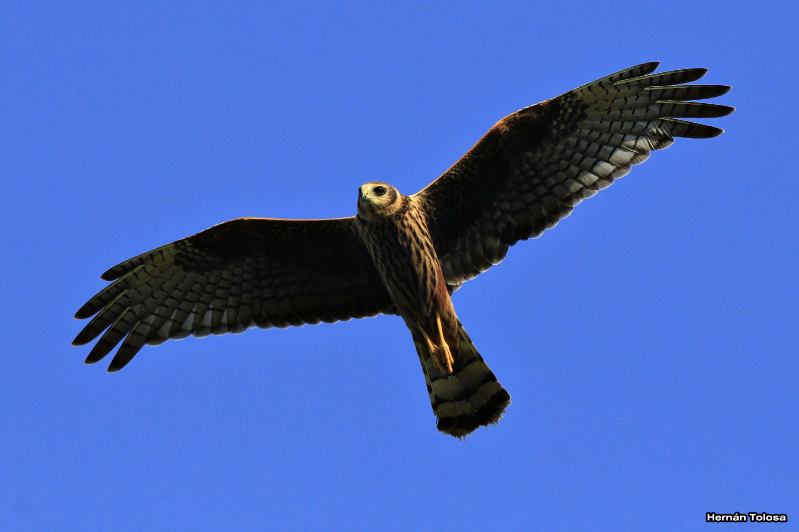 Aves Bonaerenses: Juveniles de gavilán planeador