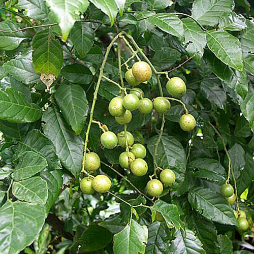 Wampi (Clausena Lansium) - Frutas del mundo