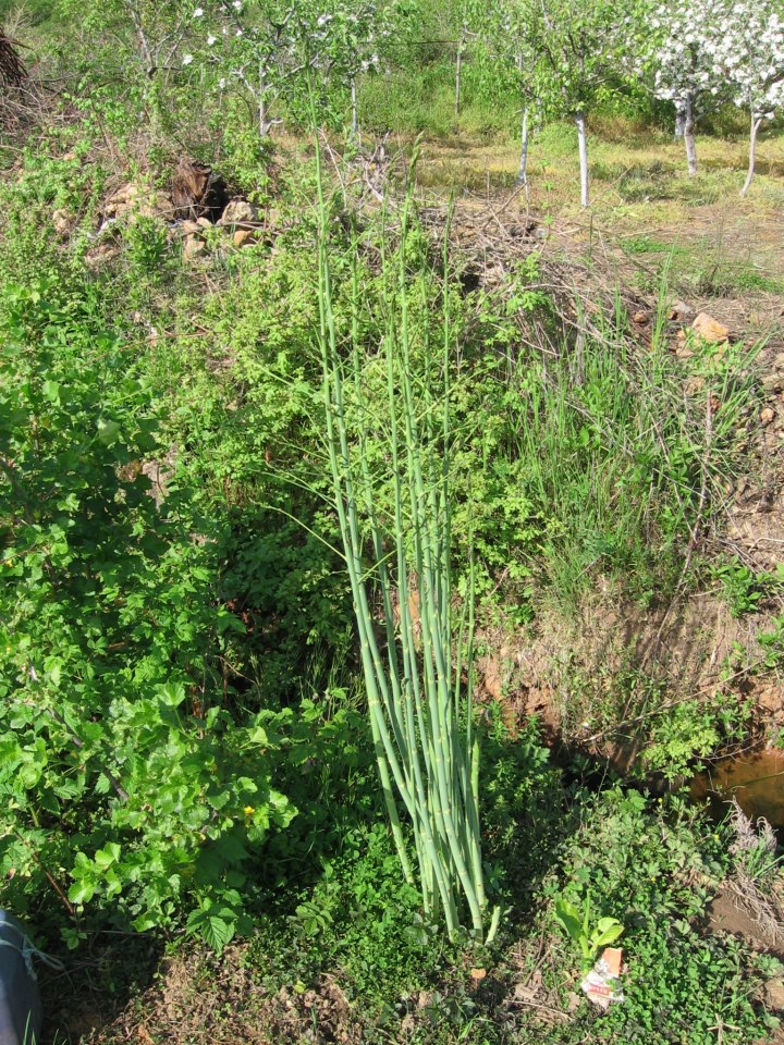 Шпаргла - Asparagus officinalis - Билки Лековити и Народна Медицина