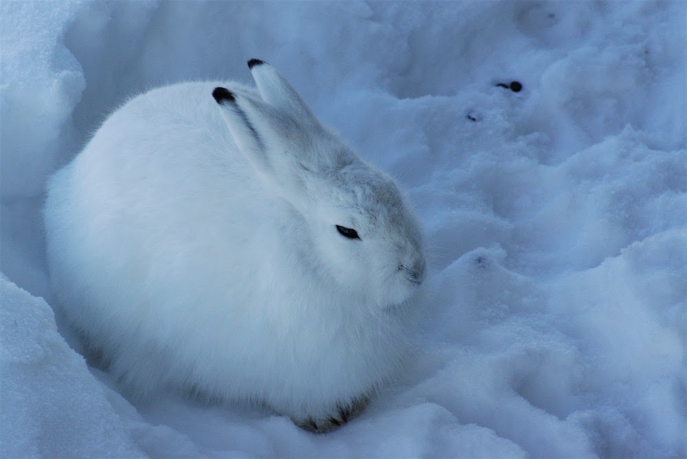 The Arctic Hare