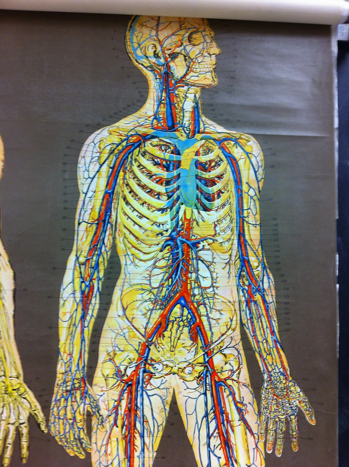 Anatomy120: model: Cardiovascular System