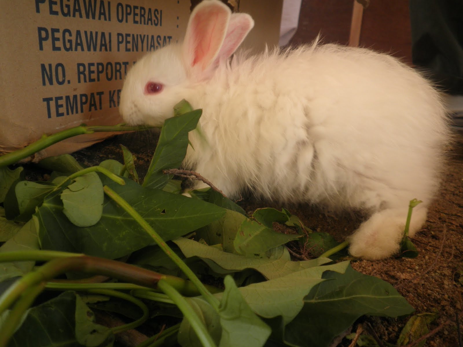 Insan Istimewa Tanggungjawab Bersama: PROJEK PENTERNAKAN HAIWAN (ARNAB)