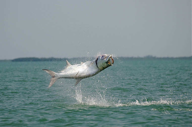 Seeds and Weeds: T IS FOR TARPON