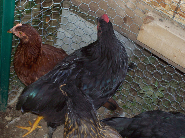 My Chicken And Egg Journal: Cherry Egger Chicken Breed