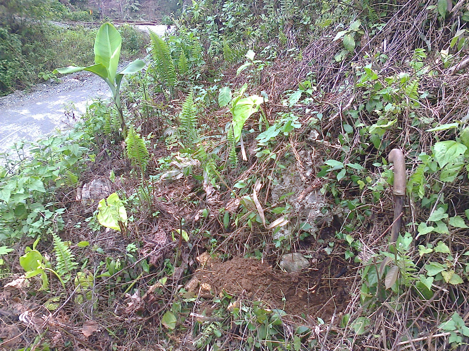Evergreen Resources Tree Farm: Intercropping Of Plants and Trees
