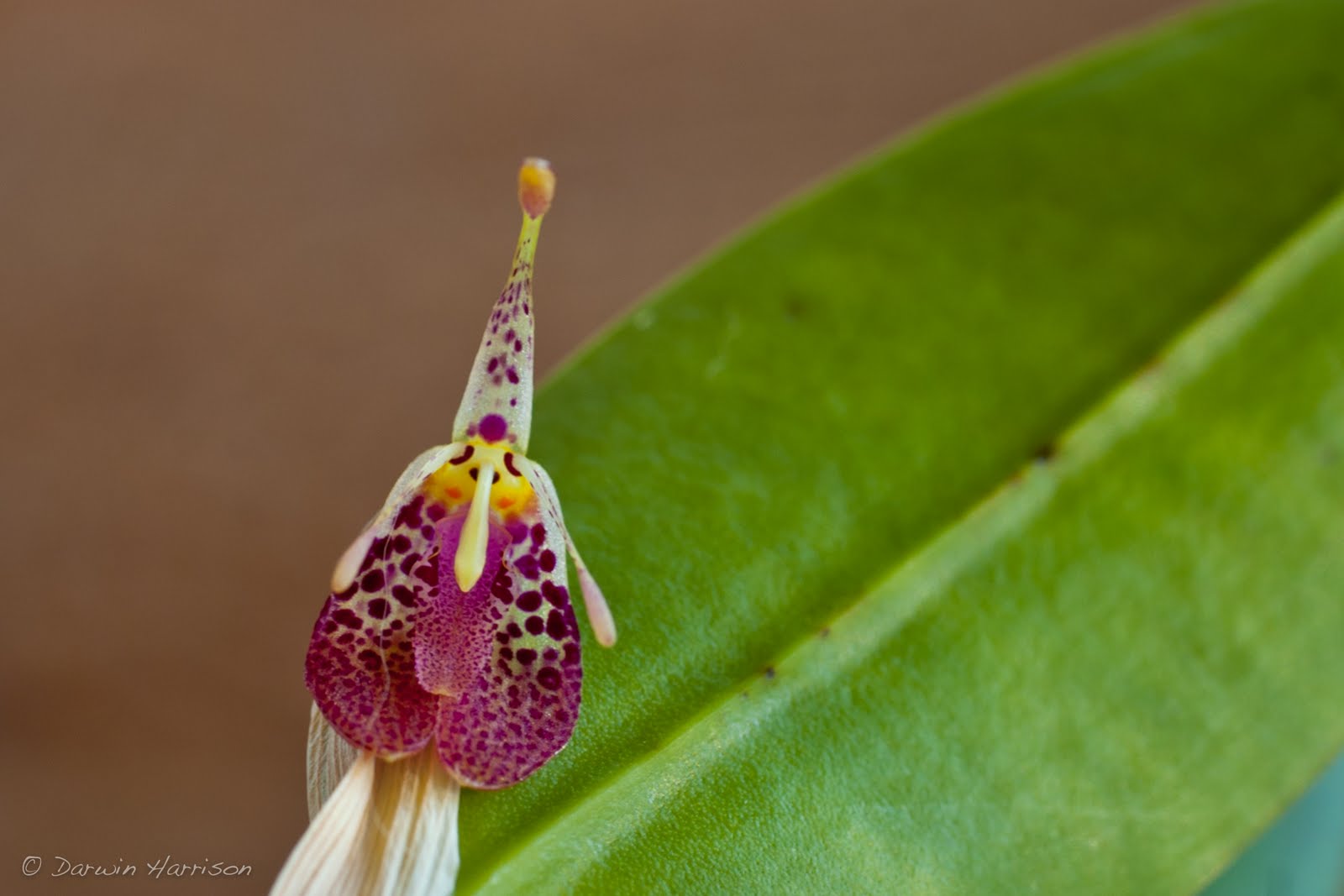 Darwin's Orchids: Restrepia xanthophthalma