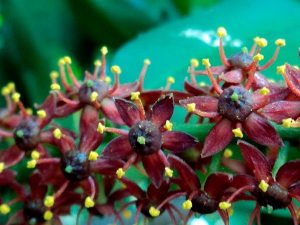 Alimentación natural con Jaborandi | El Chef dice