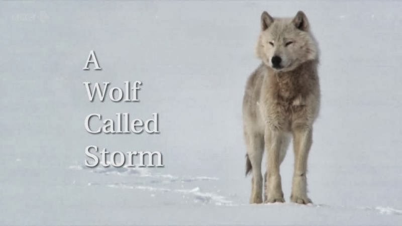White Wolf : A wolf called Storm and his pack survive in the Canadian ...
