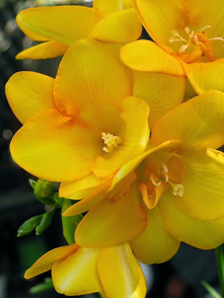 FLORES: FRESIAS