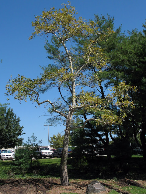 Landmarks: The Tree of Hippocrates