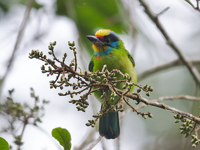 Birds of Fraser's Hill (Bukit Fraser): Barbet