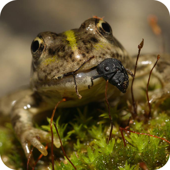 Mundo De Los Animales: EL MUNDO DEL SAPO GIGANTE