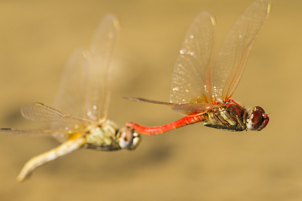 A través del objetivo: LIBÉLULAS¡¡¡