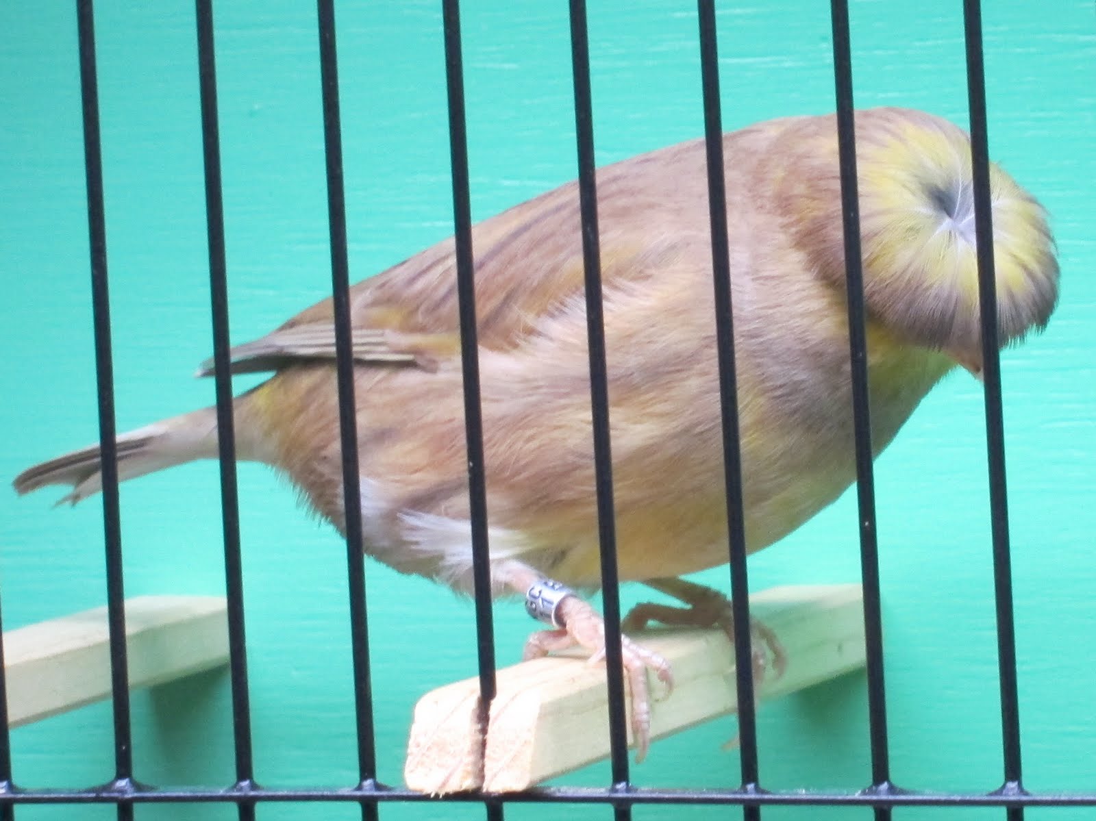 Canary Tales: Winners Florida Canary fanciers Bird Show