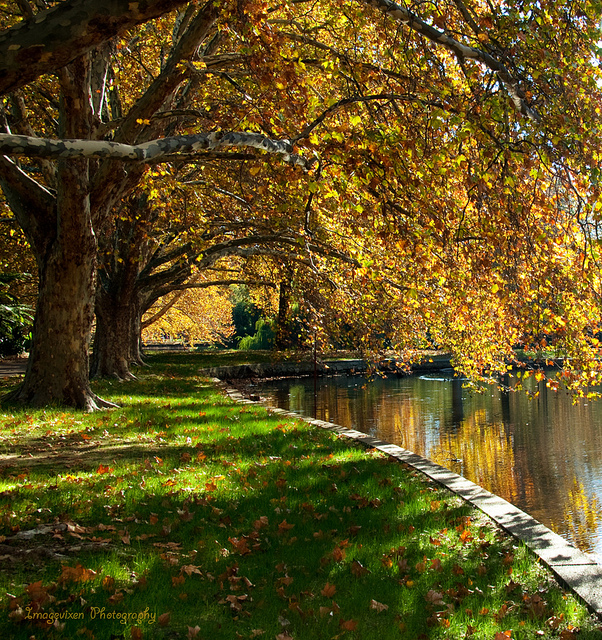 The End of Autumn 2015 | A Singaporean In Australia