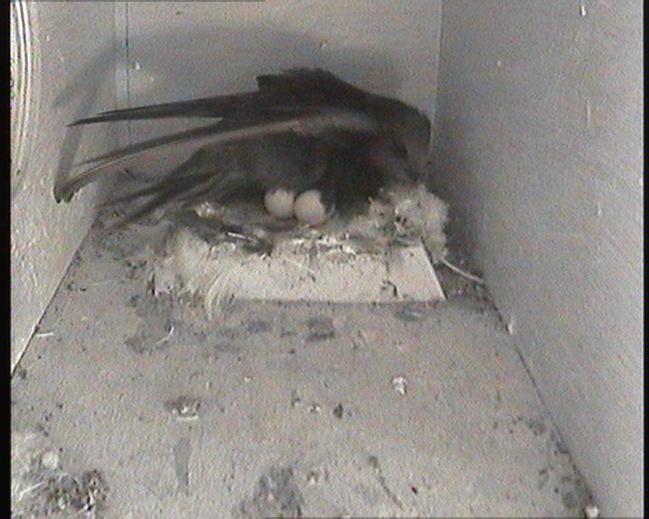 Action for Swifts: Diary of a Swift nest
