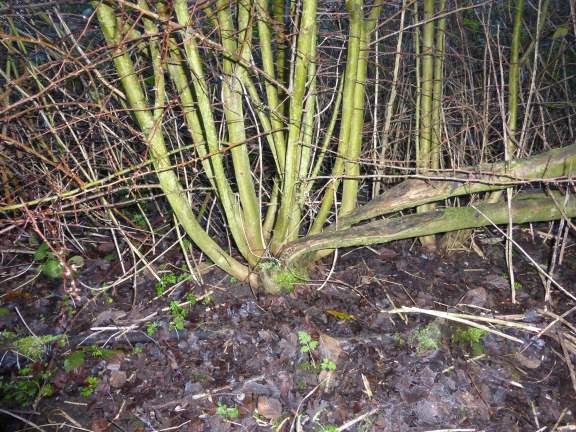 Hedgelaying: Examples of regrowth