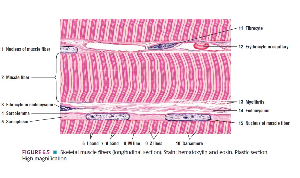 Histologi:Jaringan Otot (Muscle Tisuue) | BlogK Putih