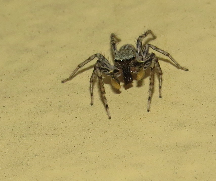 Bug Eric: Dimorphic Jumping Spider, Maevia inclemens