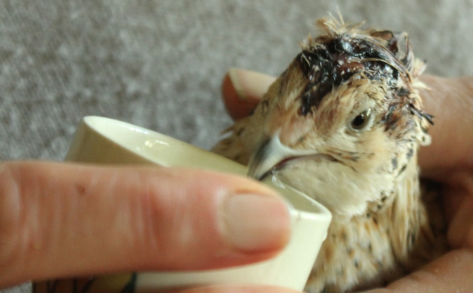 Typical (flight or fight) head Injury on a quail - What to do | The ...