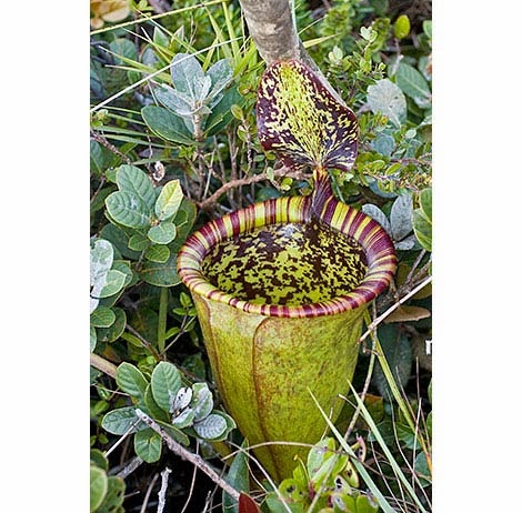 Plants in danger: The most dangerous rare plants in the world