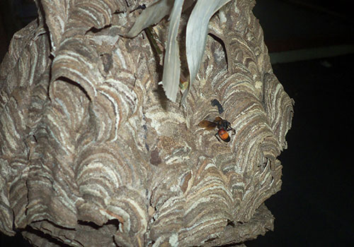 Taipingmali : Tebuan dimusnahkan, ular dilepaskan bebas.