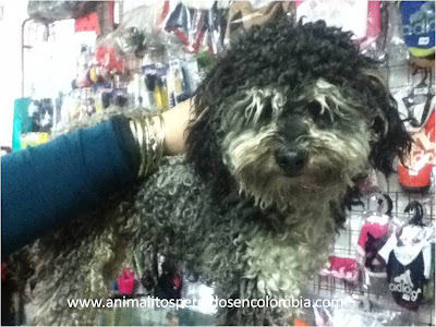 Animalitos Perdidos en Colombia: ENCONTRADO BOGOTÁ – PERRO FRENCH ...